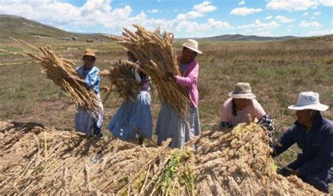 Sector agropecuario de Perú creció 5 4 entre enero y mayo