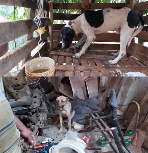 Animais são encontrados em situação de maus tratos no quintal de uma