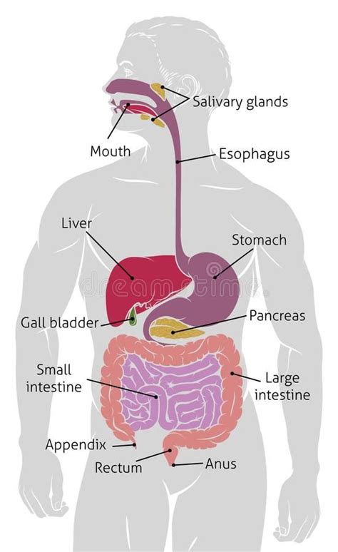 Appareil Gastro Intestinal D Appareil Digestif Humain D Intestin