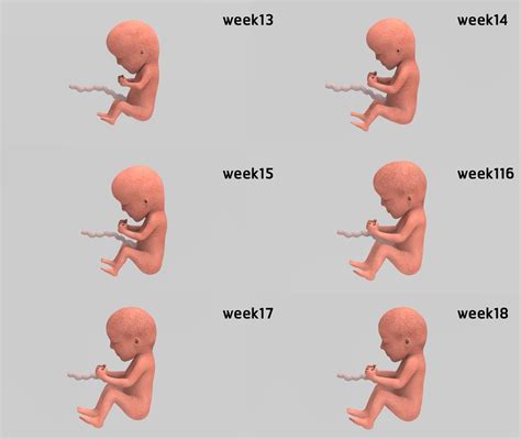 3D Model Fetus Human Embryo 3D Model 40 Weeks VR AR Low Poly CGTrader