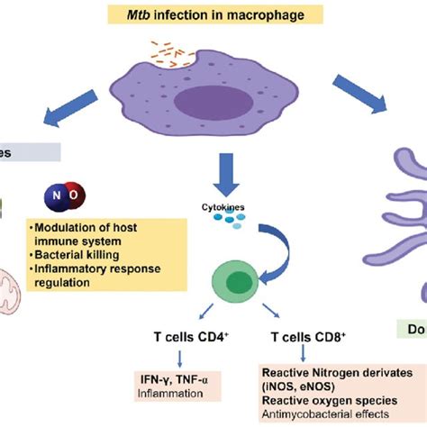 Current Regimens For The Treatment Of Drug Susceptible Tuberculosis