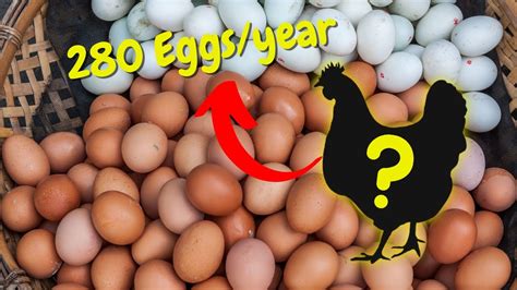 Best Egg Laying Chicken Breeds Around The World Profitable Chicken