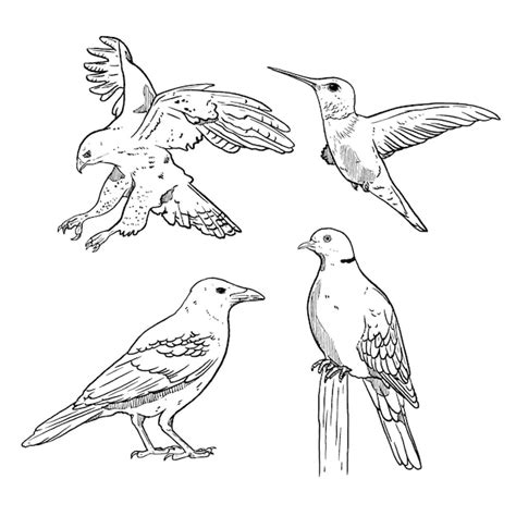 Conjunto de boceto y colección de aves dibujadas a mano conjunto halcón