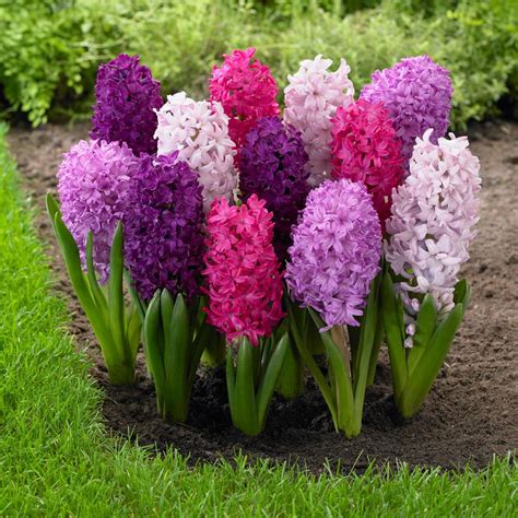 Longfield Gardens Hyacinth Fierce Mix Bulbs 15 Pack 11000117 The