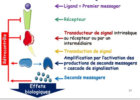 Ue Chap Signalisation Cellulaire Cartes Quizlet