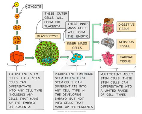 Edexcel A SNAB A Level Biology 复习笔记3 4 1 Stem Cells 翰林国际教育