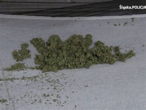 Dwie Plantacje Zio A Ukryte W Pralni Chemicznej Wej Cie Zamaskowane W