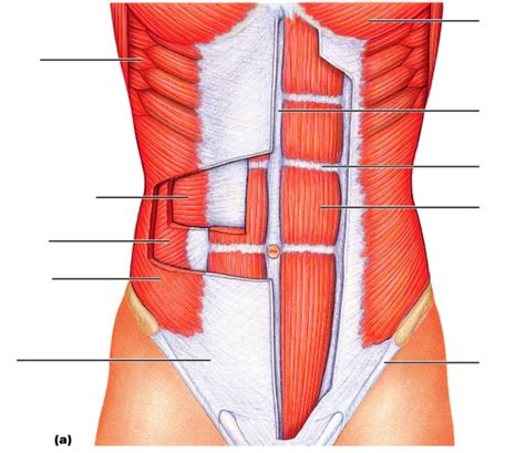 What Is The Origin Of The Muscle Labeled A Tiktoktoktok