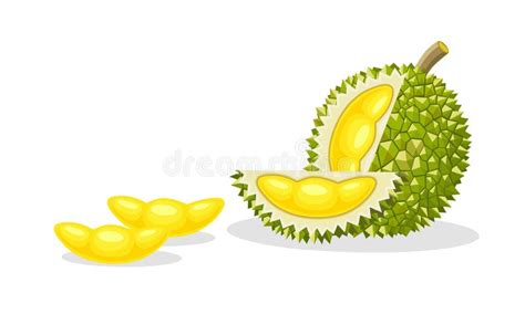 Vector Illustration Durian Fruit Isolated On White Background Stock