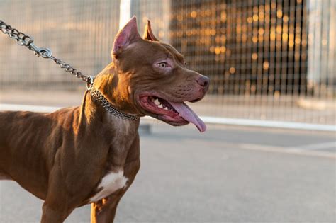Pedreiro vai receber R 13 mil após ser atacado por pitbull em Ribeirão