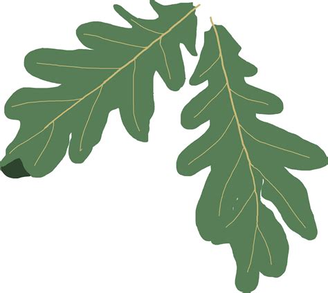 Oak Tree Clip Art Png Green Oak Leaf Vector Png Transparent Png