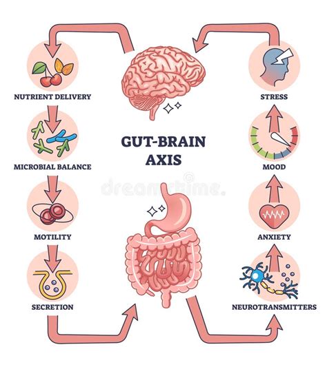 Gut Brain Axis As Intestinal And Nervous System Interaction Outline