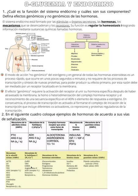 Glucemia Y Endocrino Sofia Truffa Udocz
