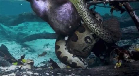 Sucuri de 6 metros é flagrada comendo capivara e vídeo viraliza assista