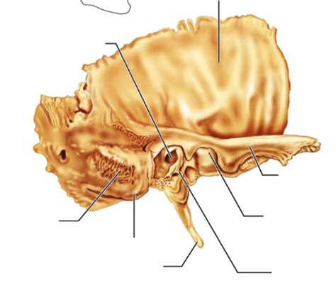 Temporal Bone Regions Diagram Diagram Quizlet