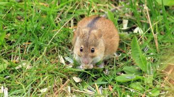 Ratten im Garten 7 Tipps zur Bekämpfung