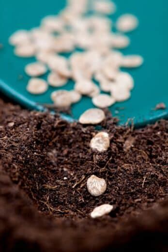 Comment réussir les semis de tomates Techniques et conseils pratiques