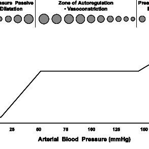 This Figure Shows Intact Cerebral Autoregulation Where Within The