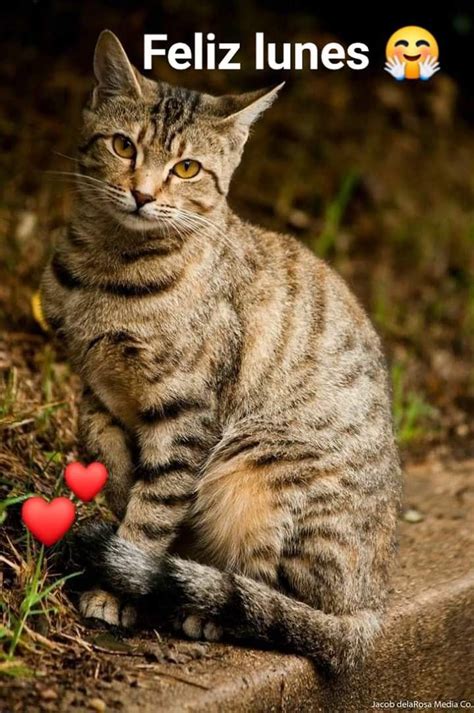 Pin De Judit En LINDOS GATITOS Gatos Buenos Dias