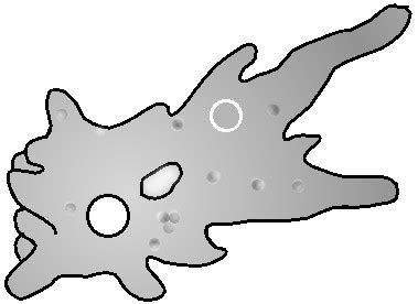 Amoeba Diagram Without Labeled Clip Art Library