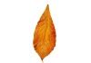 Sticker Mural Feuille Arbre Le Monde Du Stickers Fr