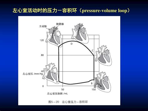PPT 第三节 心 脏 生 理 PowerPoint Presentation free download ID 5848513