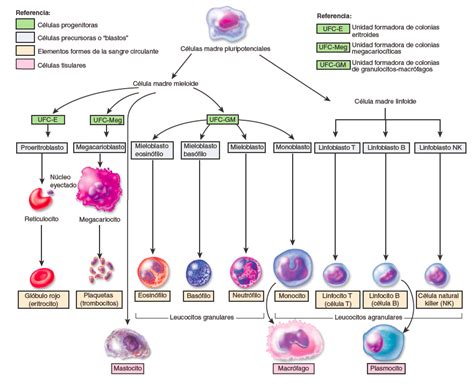 Aprendizaje Médico Formación de las células sanguíneas