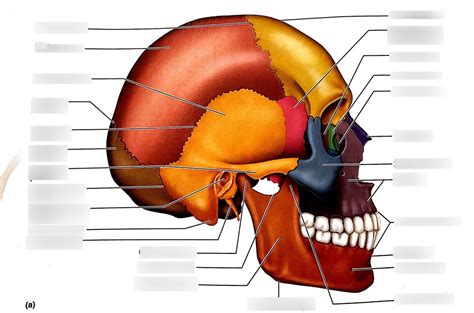 Skull Bones Diagram Quizlet