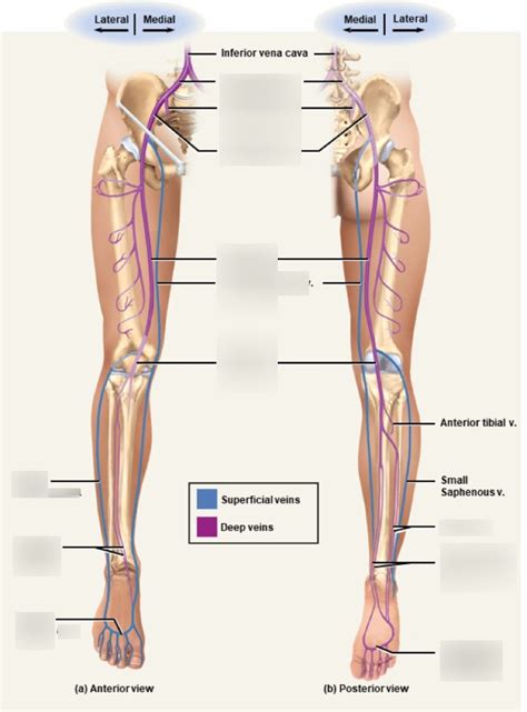 Lower Extremity Veins Diagram Quizlet