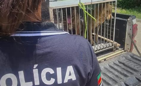 Polícia Civil recolhe 11 animais em situação de maus tratos Jornal