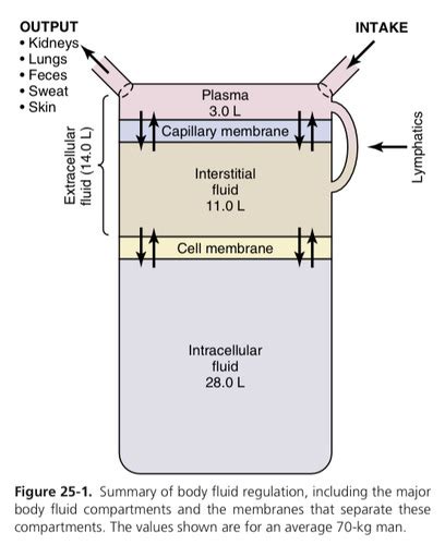 Chapter Kidneys Body Fluid Compartments Flashcards Quizlet