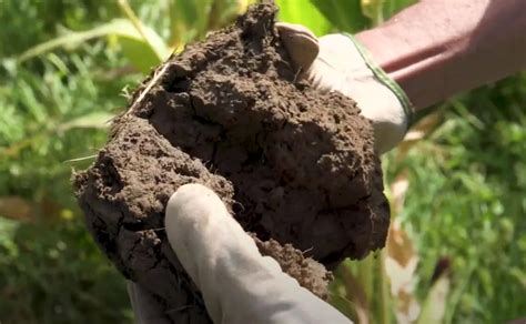 Video Divulgativo Del Proyecto AGROALNEXT SOS Suelo Indicadores
