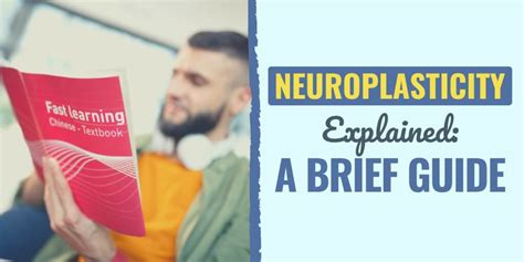 Neuroplasticity Explained A Brief Guide