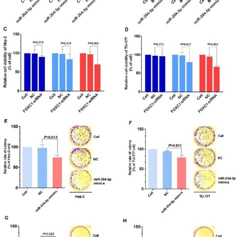 Mir P Overexpression Or Foxc Knockdown Inhibit Lscc Cell