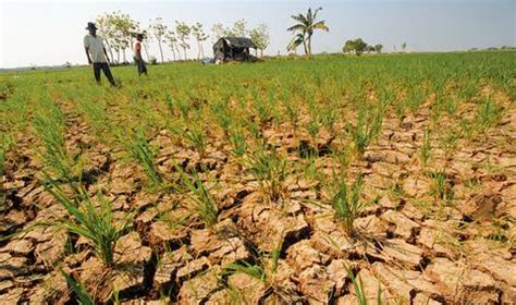 Di Banten 4 722 Hektare Sawah Alami Kekeringan Dan 514 Hektare Gagal
