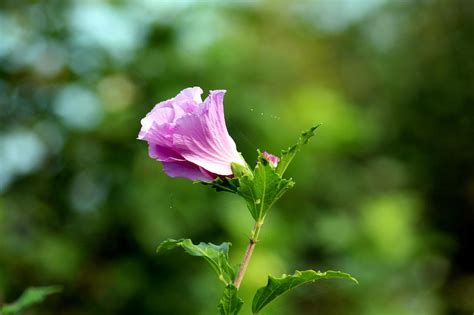 Jak sadzić i uprawiać hibiskus bylinowy Wszystko na temat tej rośliny