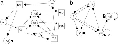 reverse engineering gene networks integrating genetic perturbations with dynamical modeling pnas