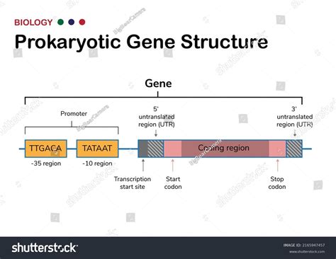 Biology Schematic Diagram Show Gene Structure Stock Vector Royalty
