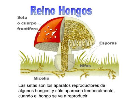 REINO HONGO WEB ITIF CENTROBIOLOGIA