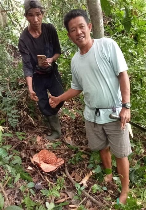 Bunga Rafflesia Tumbuh Mekar Di Kebun Karet Warga Lagan Bungin