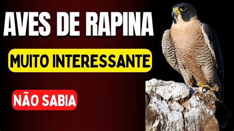 As 10 maiores aves de rapina do mundo PLANETA TERRA DOCUMENÁRIO YouTube