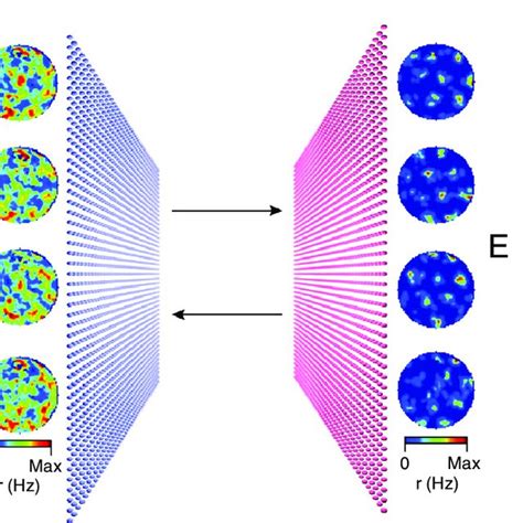 pdf continuous attractor network models of grid cell firing based on excitatory inhibitory