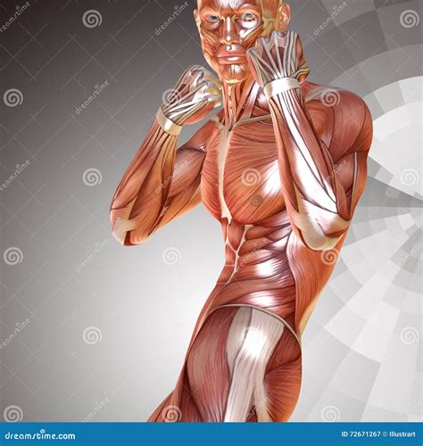 D Render Of A Male Muscular Anatomy In Defense Pose Stock Illustration