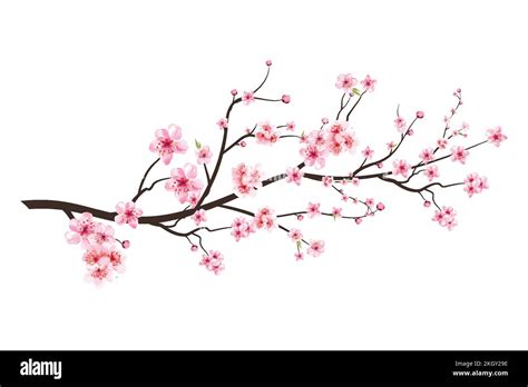 Realistic Cherry Blossom Branch Cherry Blossom With Pink Sakura Flower