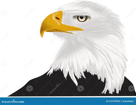 Guila Calva Americana Dibujo Con Pico Amarillo Y Sin Fondo Como Un