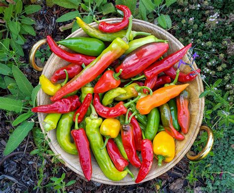 How To Grow Peppers And Chilis Seed To Harvest Homestead And Chill