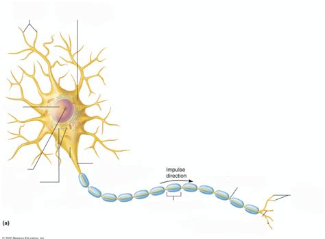 Lab 5 Structure Pf A Typical Neuron Diagram Quizlet