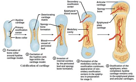 Steps Of Endochondral Ossification