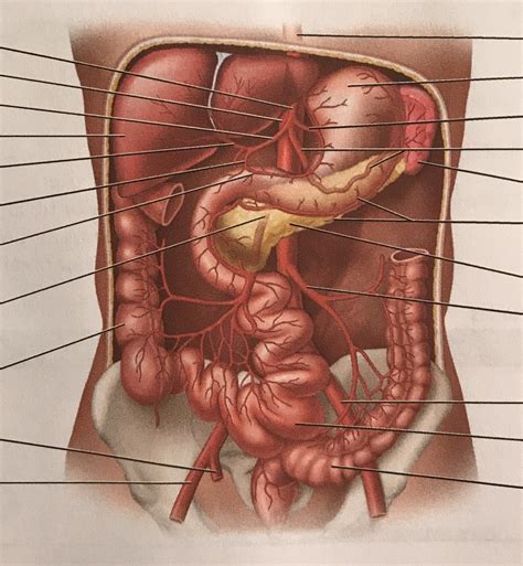 Arteries Of The Abdomen Part 3 Diagram Quizlet