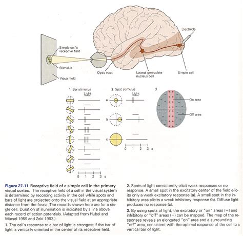 visual system kines 200 introductory neuroscience